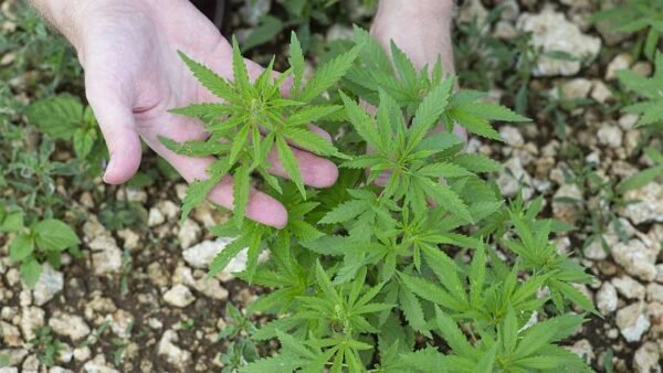Why Hemp Education Matters for Wellness